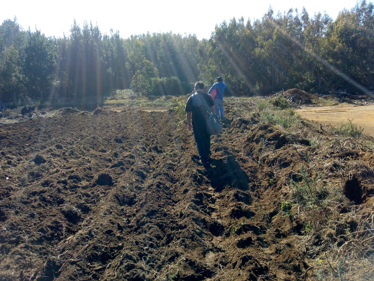 Exercising forest sovereignty from the Walmapu, Mapuche territory ...