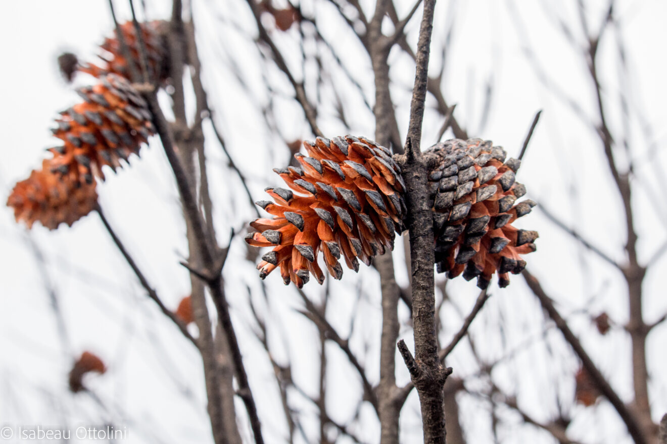 Kindling hope: wildfire social science and forming part of meaningful ...